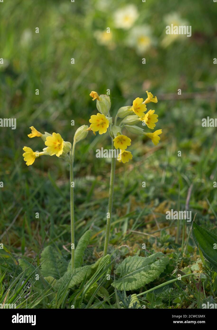 Primula veris field hi-res stock photography and images - Alamy