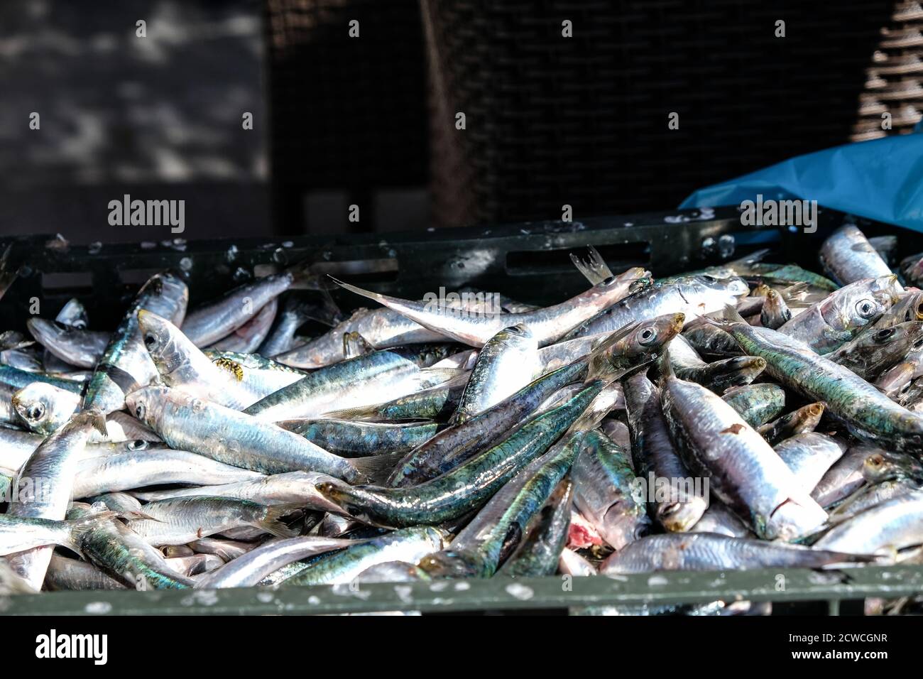 Closeup of small fish that are being sold on the market Stock Photo - Alamy