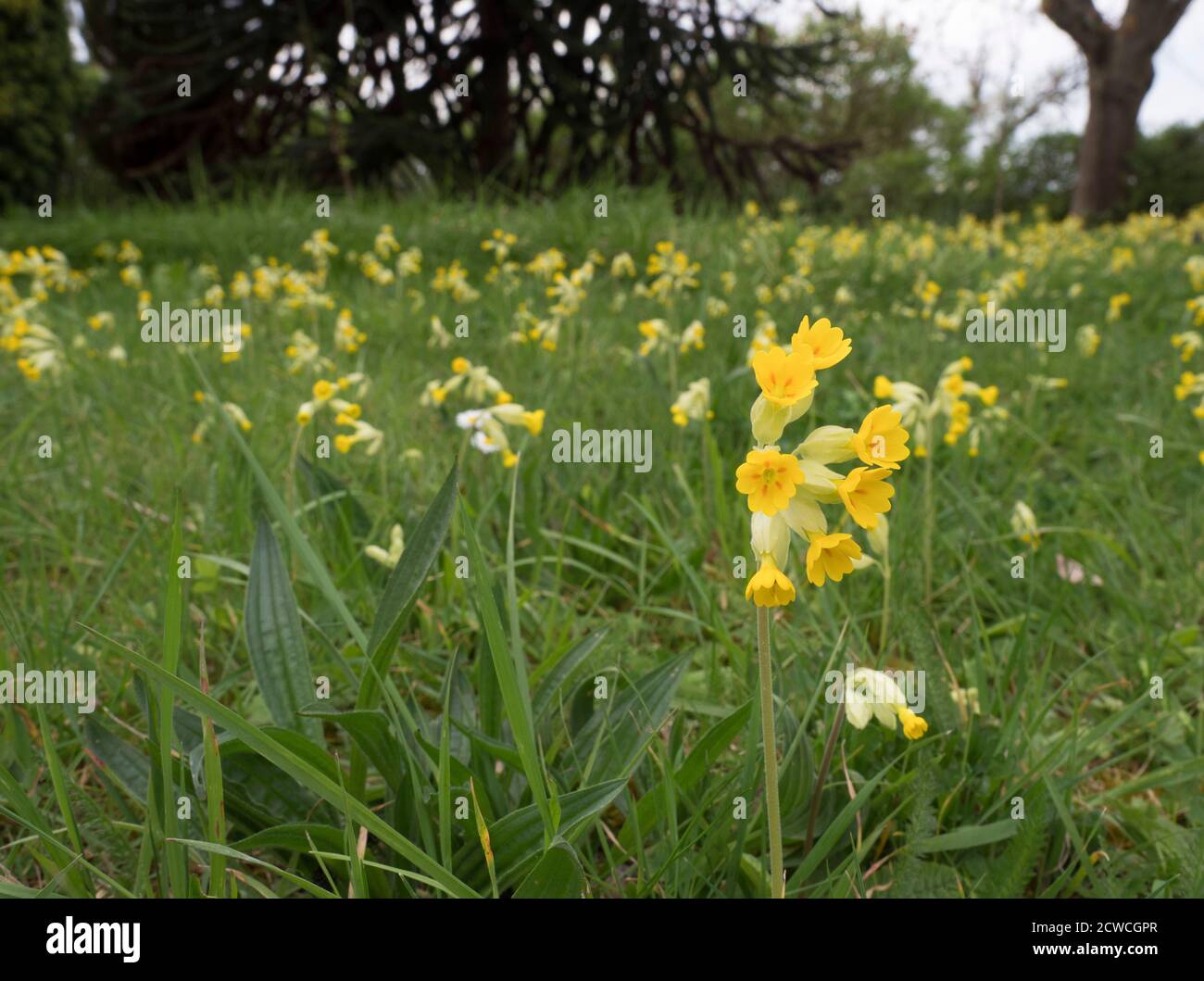 Primula veris field hi-res stock photography and images - Alamy