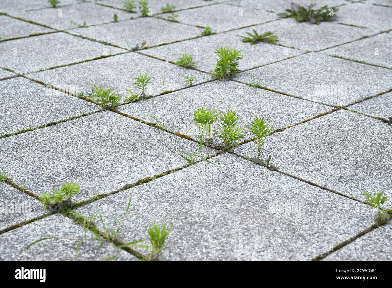 Weed growing in a deserted urban area Stock Photo - Alamy