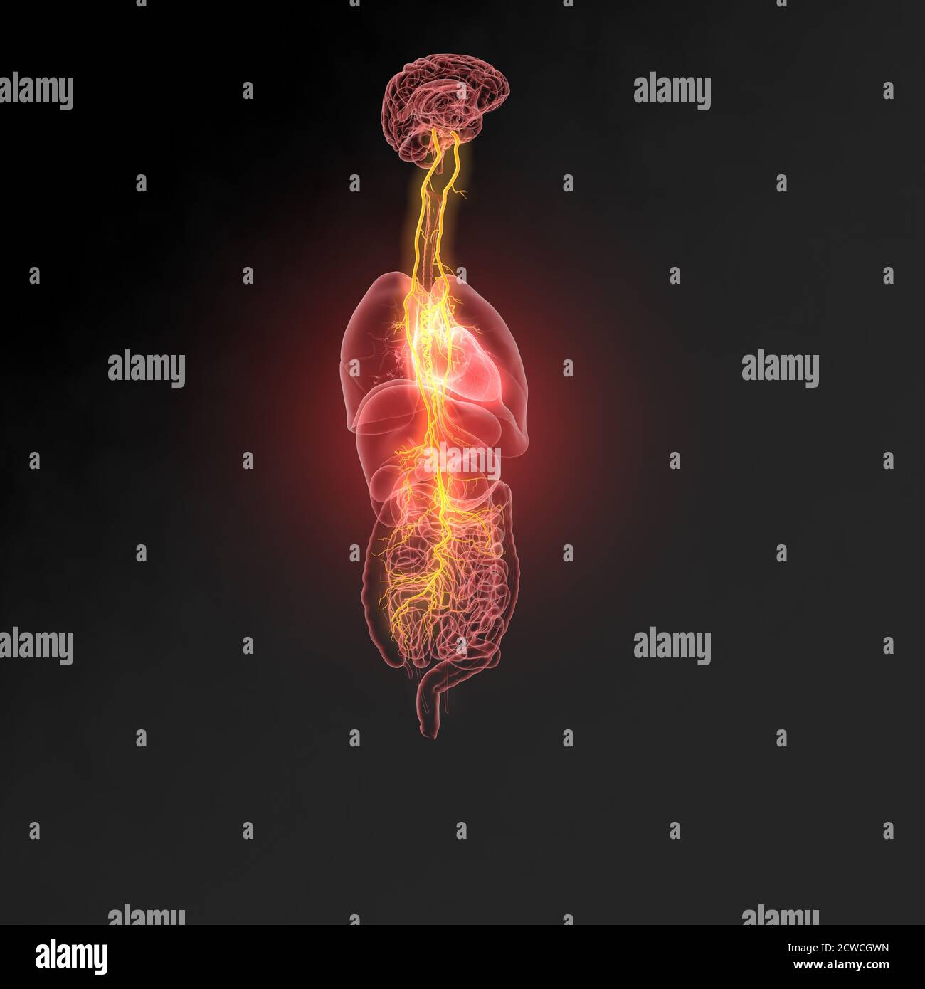 The 3D illustration showing brain and active vagus nerve (tenth cranial ...
