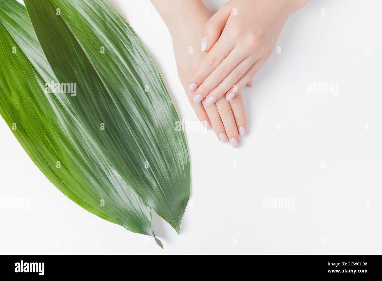 Beautiful stylish trendy female pink manicure with tropical leaf on ...