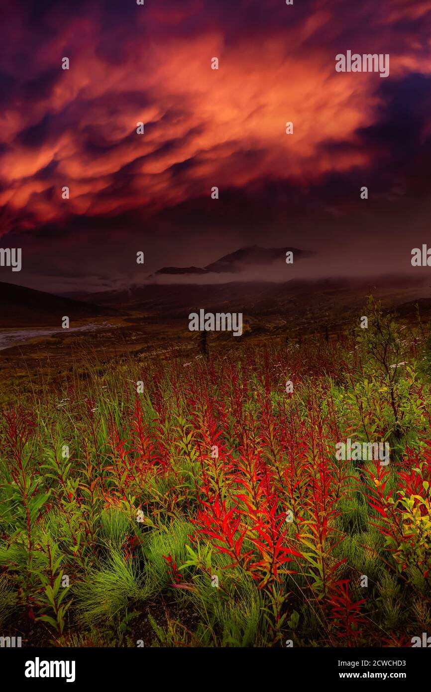 Wild flowers trees hi-res stock photography and images - Alamy