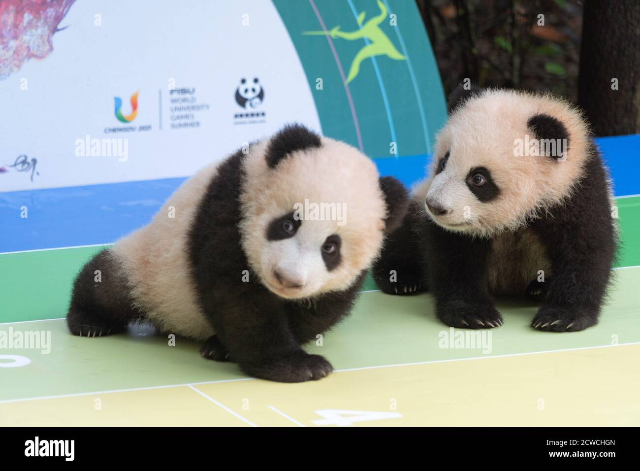 Chengdu. 29th Sep, 2020. Photo taken on Sept. 29, 2020 shows giant panda cubs who make debut at ...