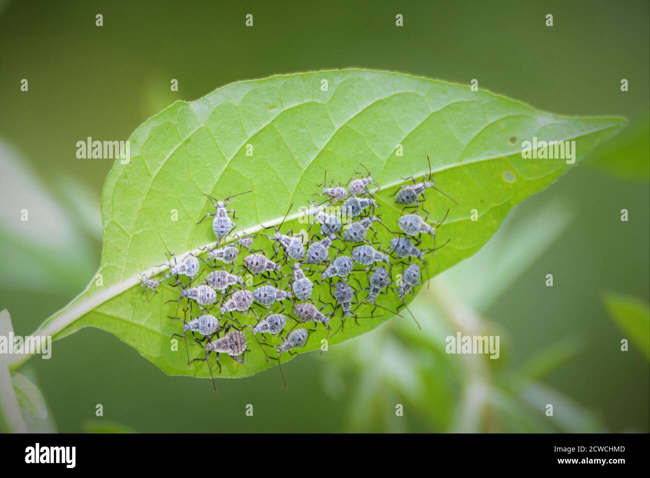 Born insects hi-res stock photography and images - Alamy