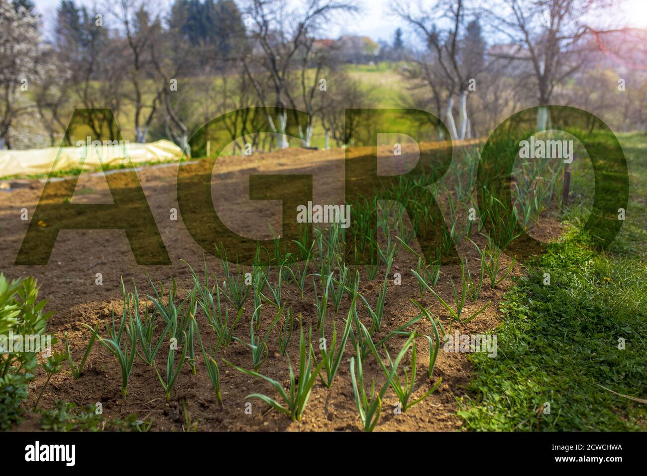 View of spring garlic shoots on the field with transparent "AGRO" text ...