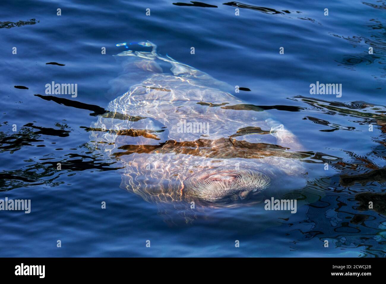 Belly up hi-res stock photography and images - Alamy