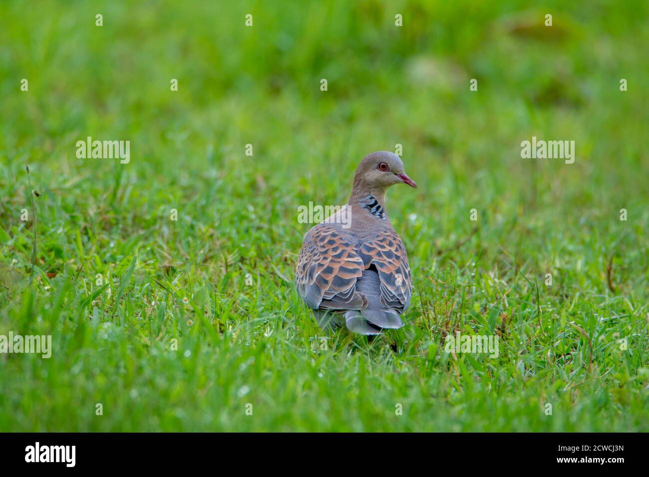 Oriental turtle dove streptopelia orientalis hi-res stock photography ...