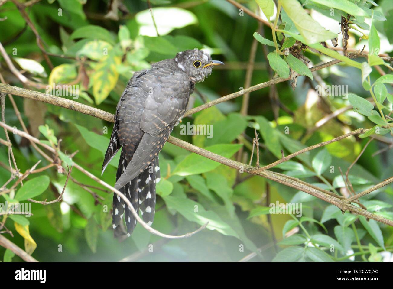 Bird - Lesser cuckoo a rare bird Stock Photo - Alamy