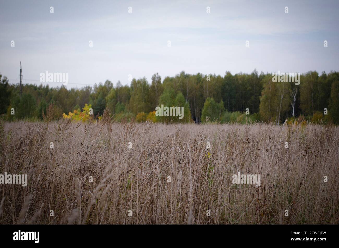 Dry autumn grass in forest hi-res stock photography and images - Alamy