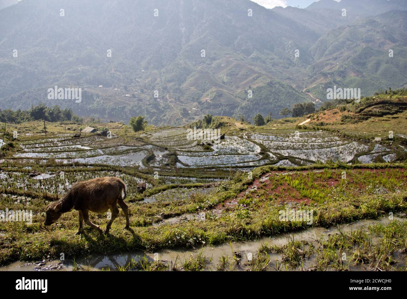 Lonely cow walking passed the flooded empty rice fields in sapa vietnam ...