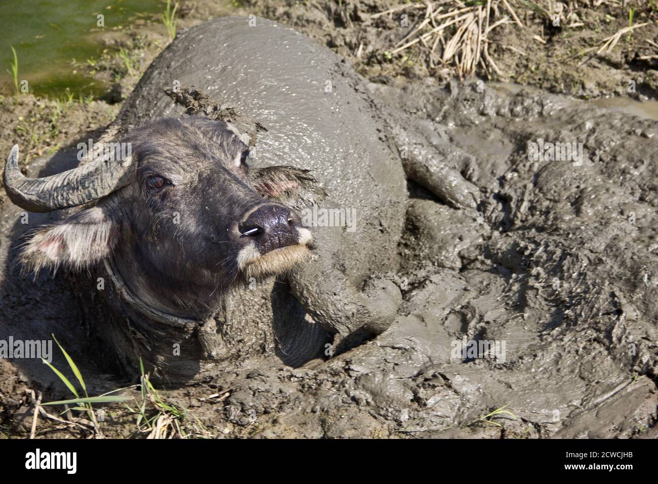 Lonely cow walking playing in the mud and covered in mud in sapa ...