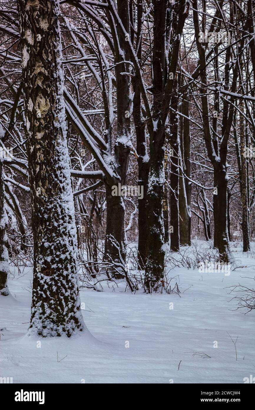 Trees under snow in the winter forest Stock Photo - Alamy