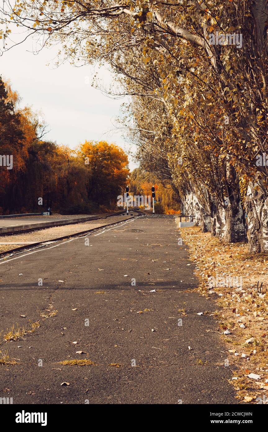 Autumn sunny landscape. A road in an autumn park with trees and fallen ...