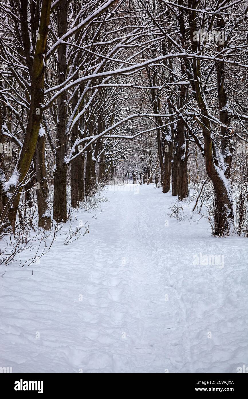 Trees under snow in the winter forest Stock Photo - Alamy