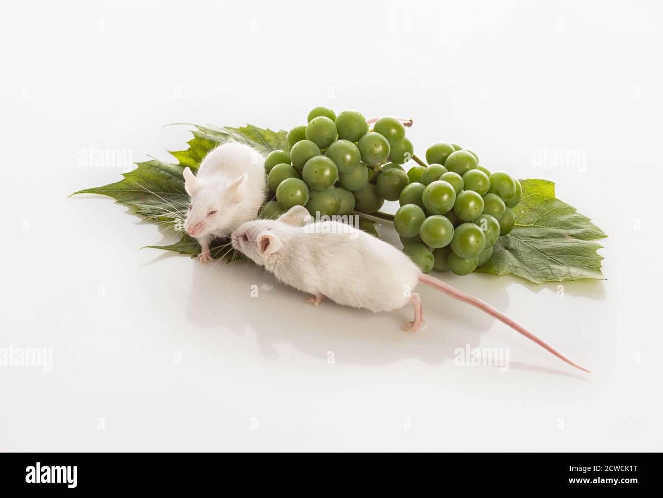 two small white mice with bunches of green grapes on a white background ...