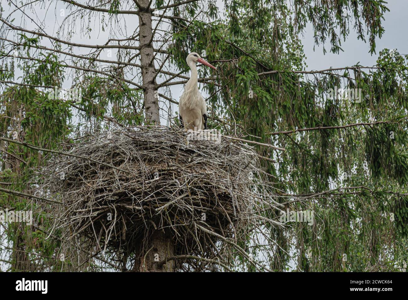 Stork nest on the trunk of a pine tree. Stock photo Stock Photo - Alamy