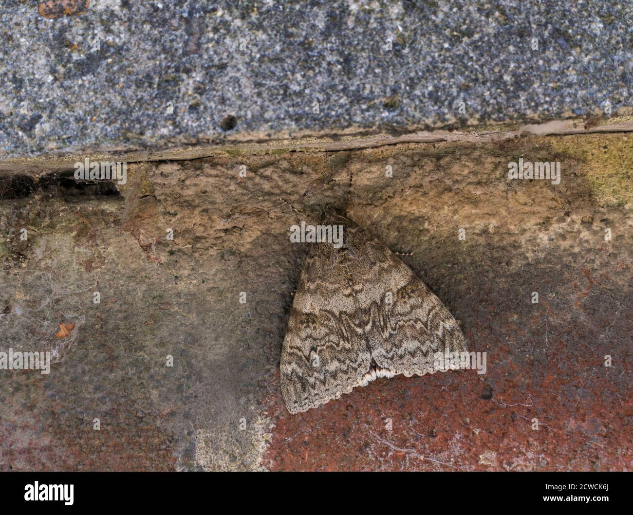 Red Underwing Moth, Catocala nupta, single adult resting on wall, Essex ...