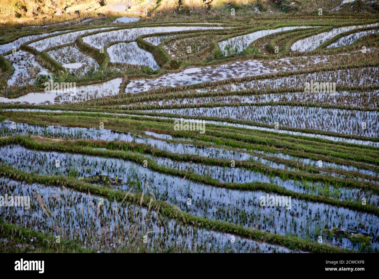 Empty flooded and terraced rice field near Sa Pa vietnam Stock Photo ...