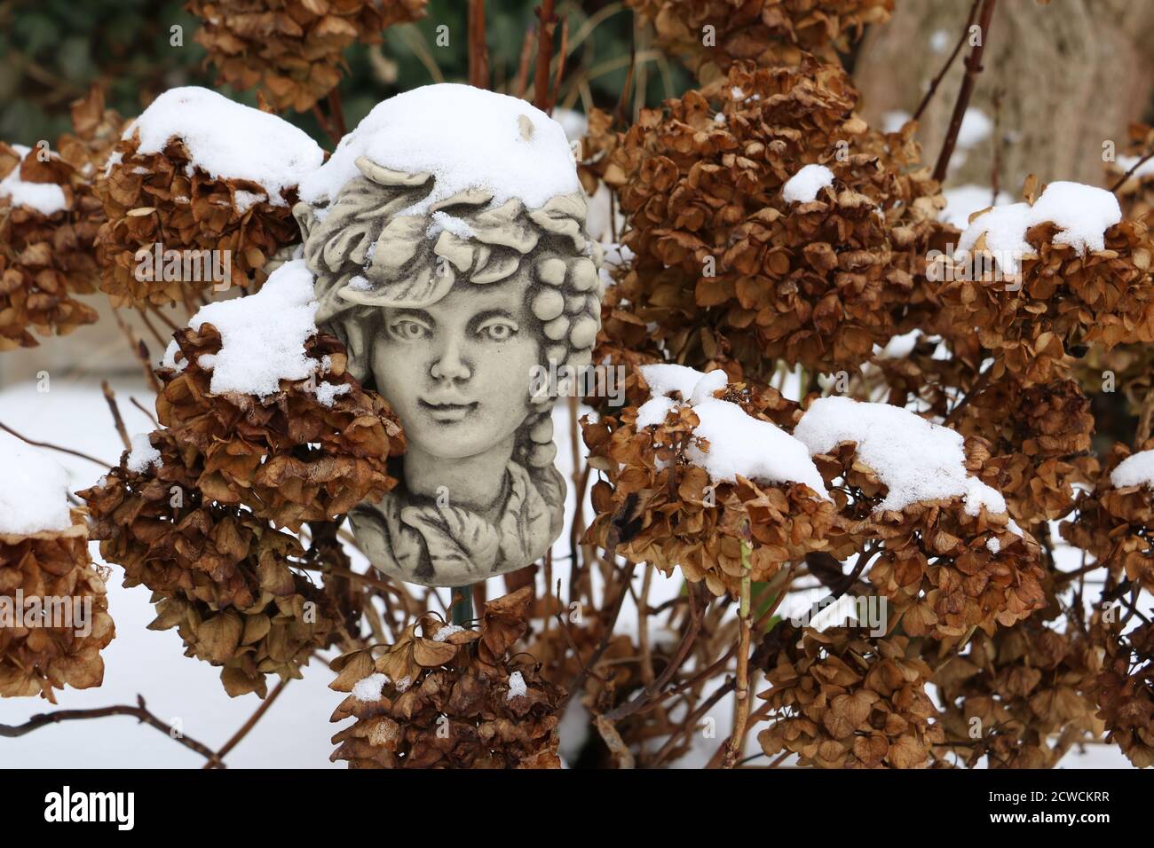 hydrangea macrophylla and garden figure with snow in winter Stock Photo ...