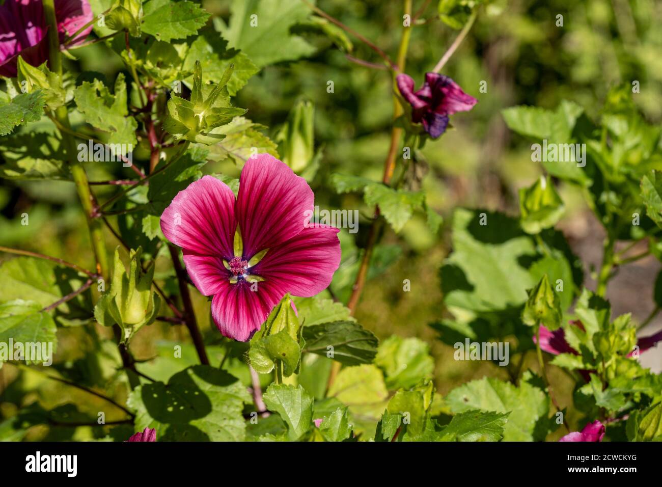 Closeup shot of a fully bloomed purple flower in a garden Stock Photo ...
