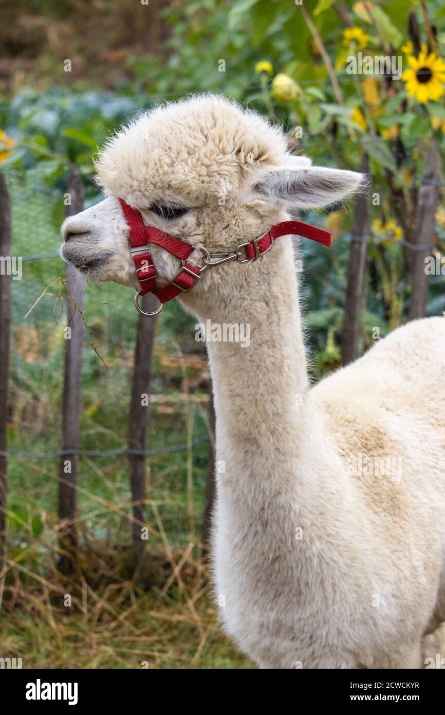Closeup shot of a cute white lama in a red net muzzle Stock Photo - Alamy