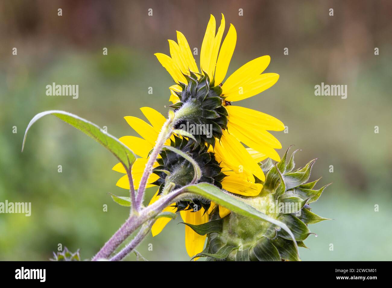 Closeup back view of sunflowers Stock Photo - Alamy