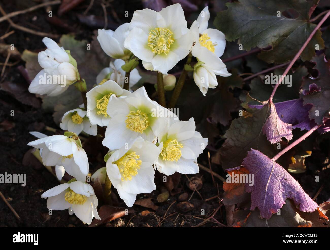 White helleborus hi-res stock photography and images - Alamy