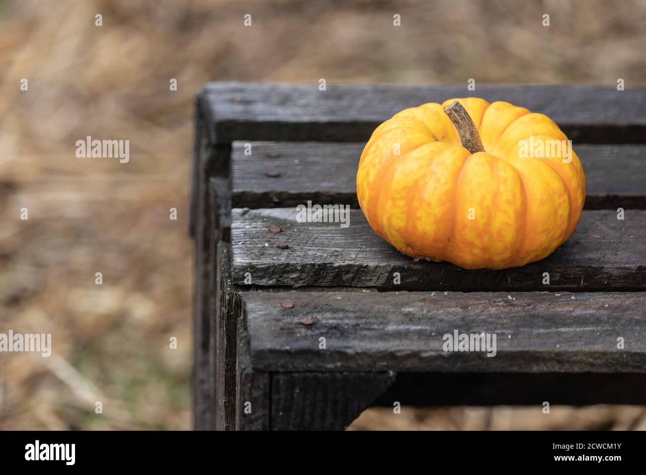 Closeup shot of a small pumpkin on a wooden bench Stock Photo - Alamy