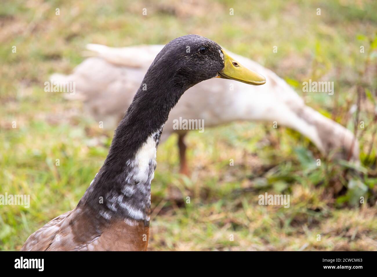 Closeup shot of the neck of a cute black duck with a yellow beak Stock ...