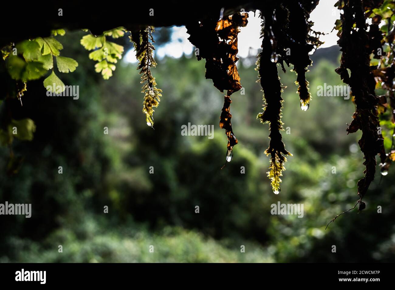 Wet shoots of fresh grass dripping Stock Photo - Alamy