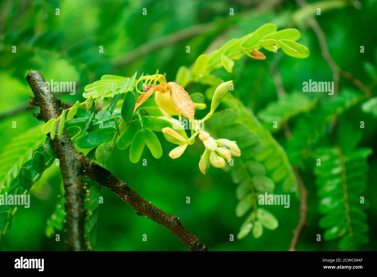 Tamarind leaves and flower or Imli Patta Vitamin C and tartaric acid ...