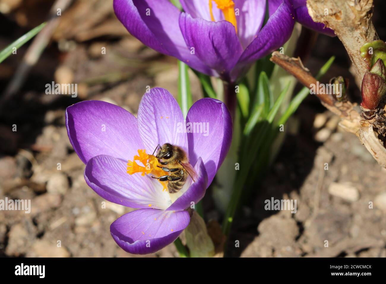 Bee in purple flower hi-res stock photography and images - Alamy