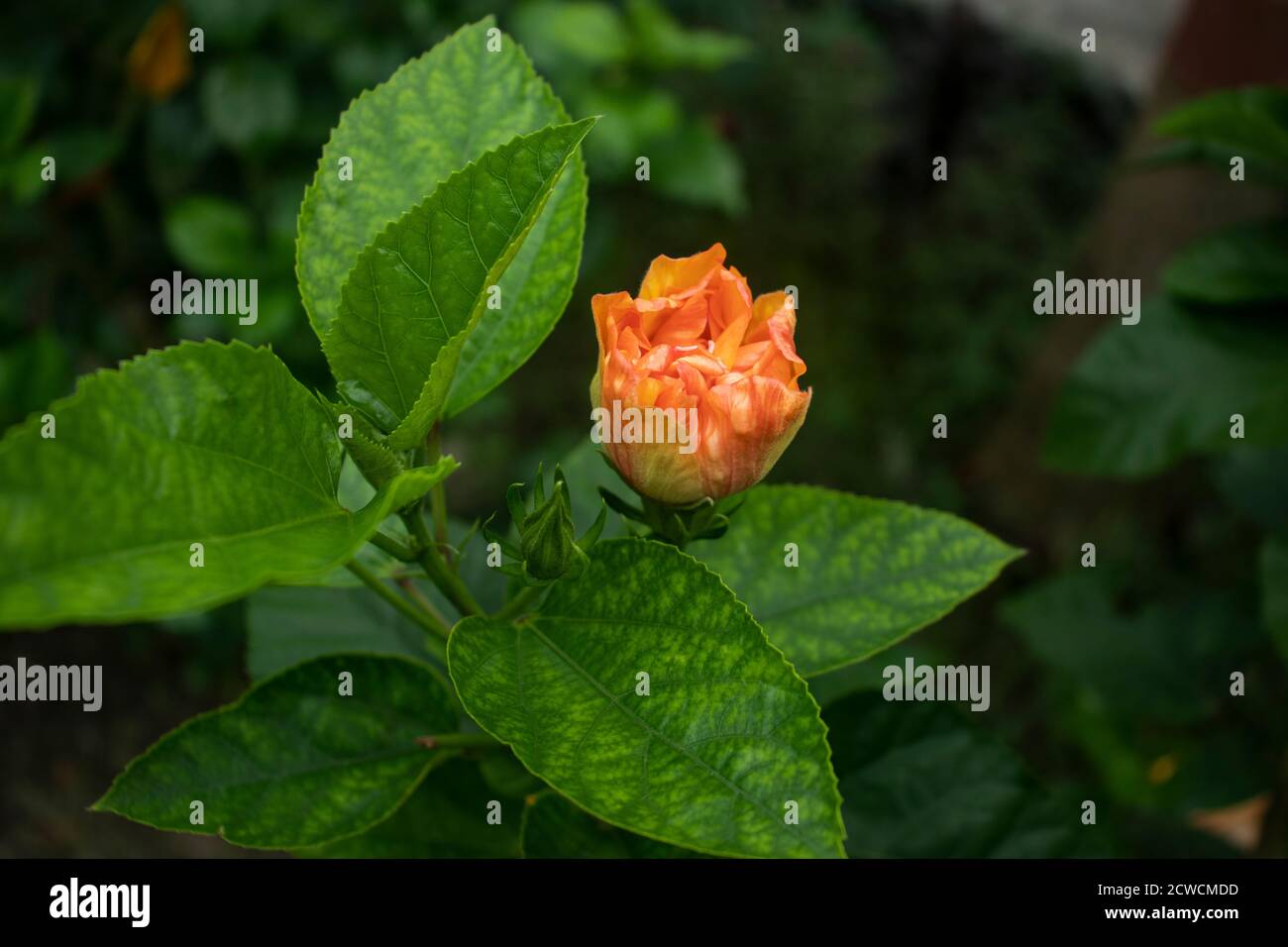 Red shoeblackplant hi-res stock photography and images - Alamy