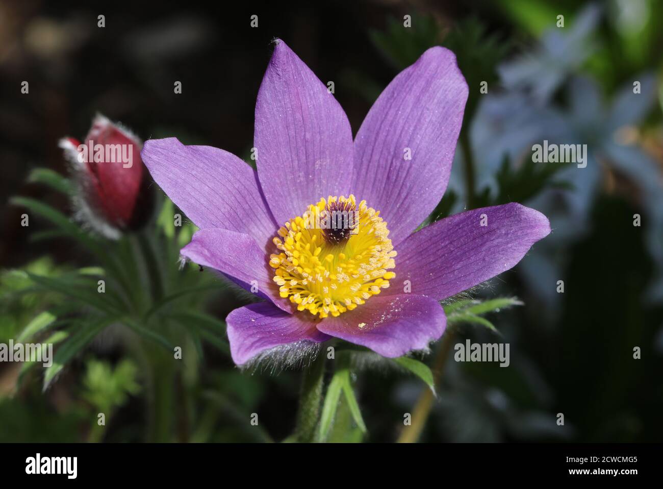 Yellow pasque flower hi-res stock photography and images - Alamy