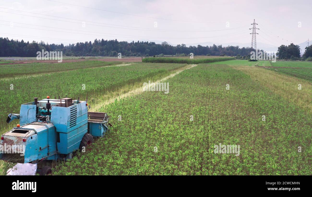 Aerial view of Hemp combine harvester collecting Cannabis sativa plants ...