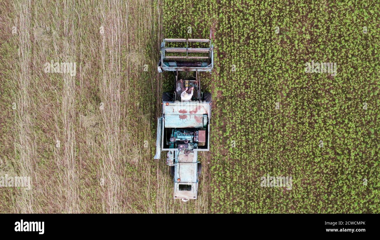 Aerial view of Hemp combine harvester collecting Cannabis sativa plants for Cbd production on a ...