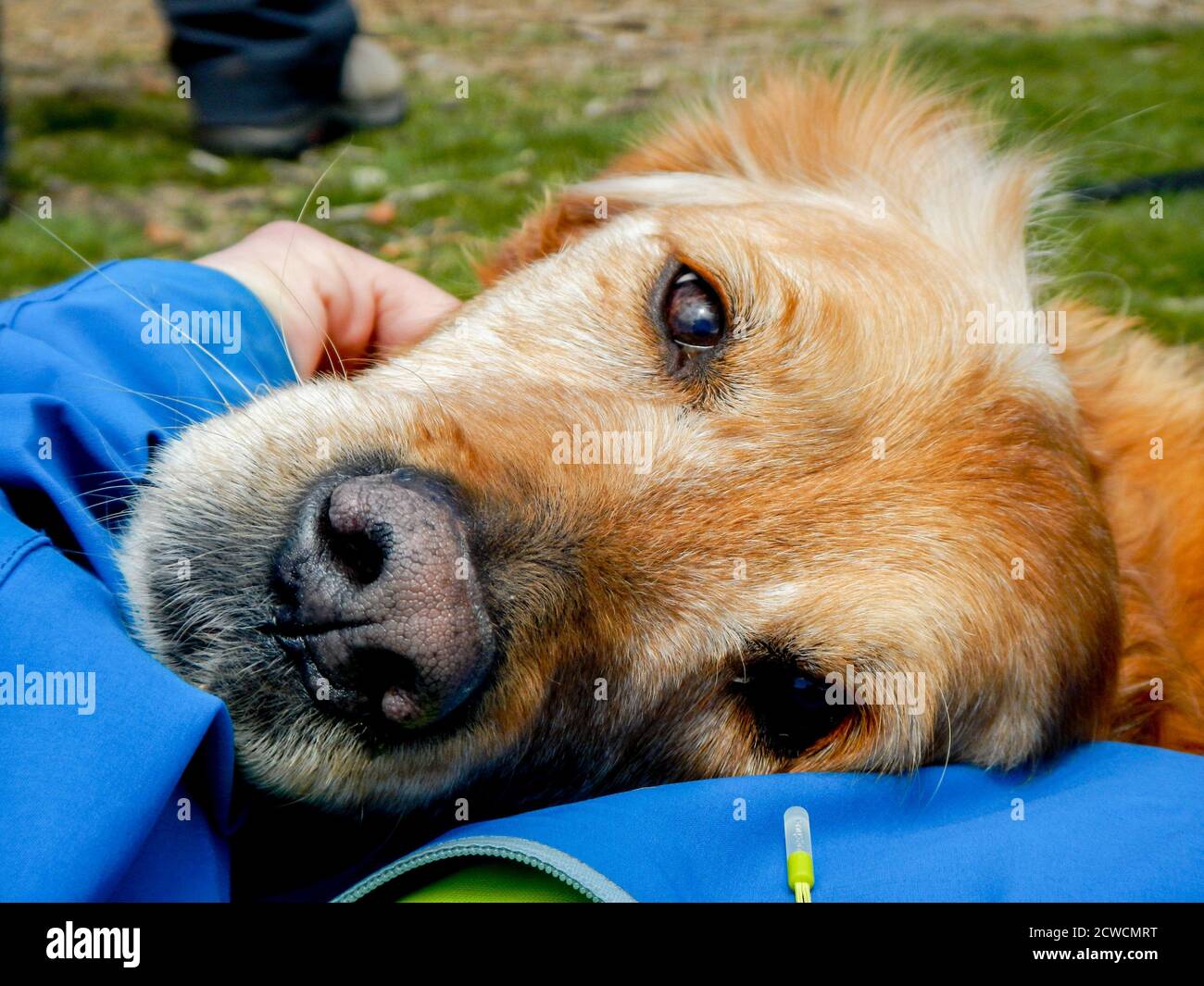 Closeup shot of a Golden retriever Stock Photo - Alamy