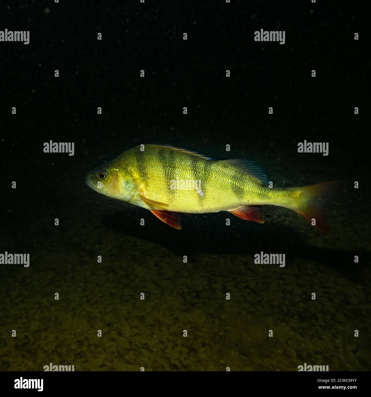 A closeup picture of a perch in an old abandoned quarry. Picture from ...
