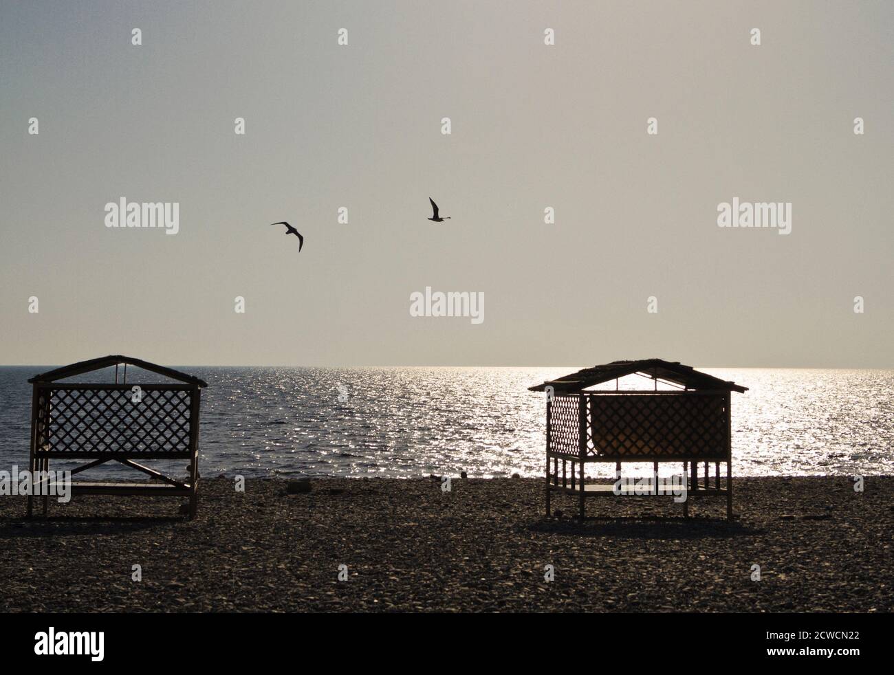Early morning sea birds hi-res stock photography and images - Alamy