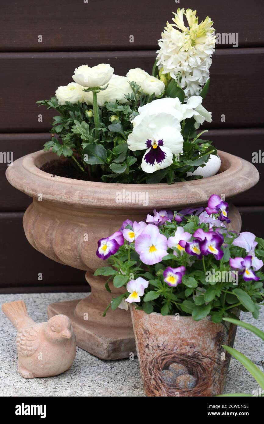 white viola flower, ranunculus and hyacinth in plant vase Stock Photo ...