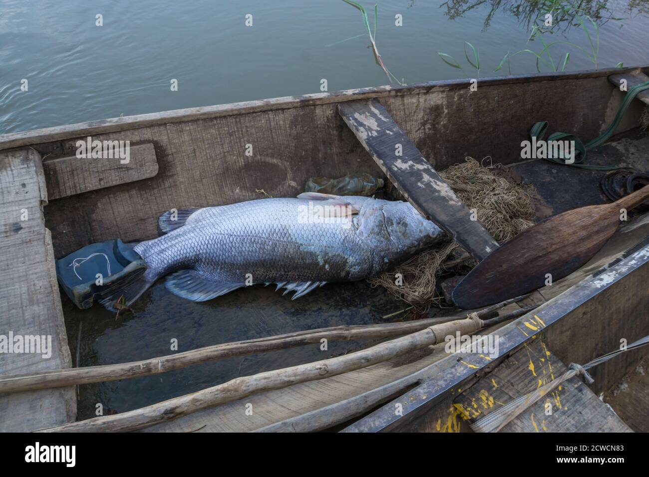 Niger delta fish hi-res stock photography and images - Alamy