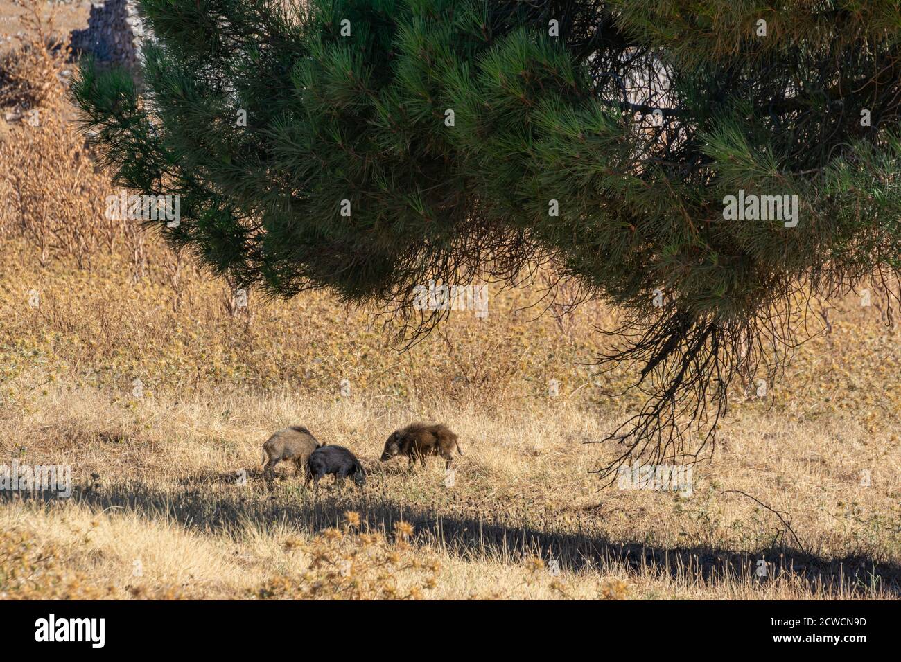Wild boar babies eating under a tree Stock Photo - Alamy