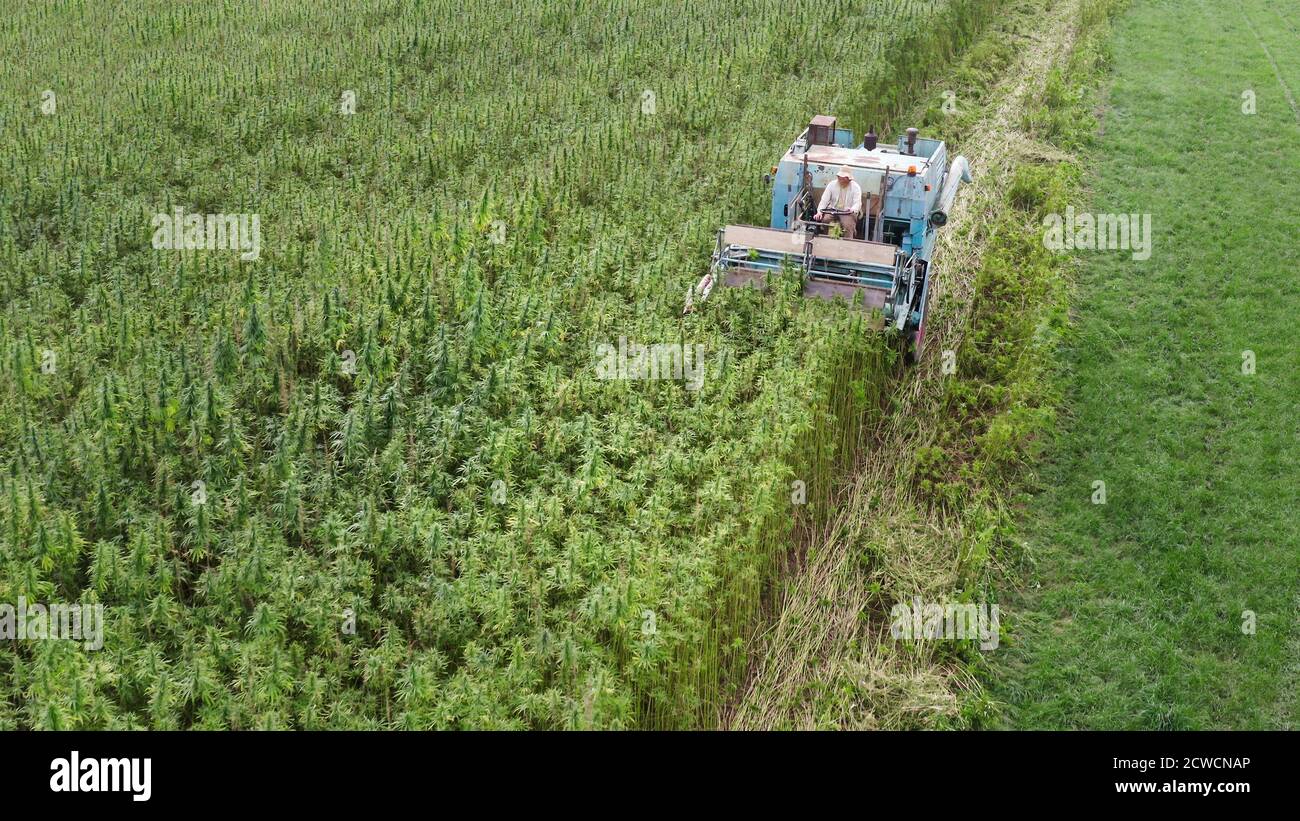 Aerial view of Hemp combine harvester collecting Cannabis sativa plants ...