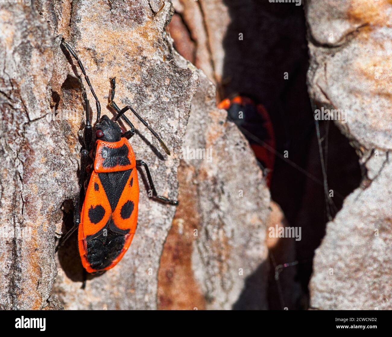 The firebug, Pyrrhocoris apterus, a common insect of the family ...