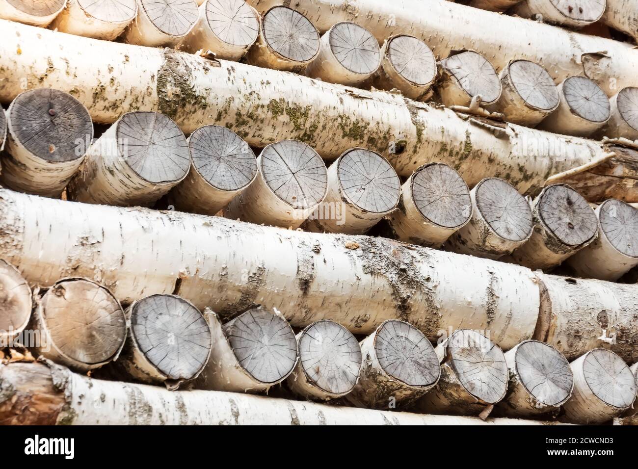 Birch tree logs stacked in different ways Stock Photo - Alamy