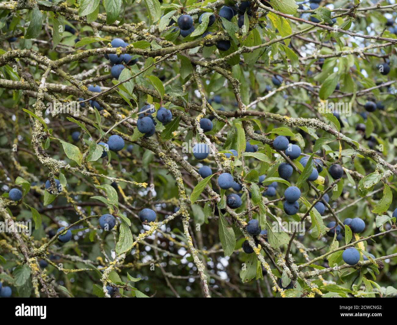 Sloes fruit blackthorn tree hi-res stock photography and images - Alamy