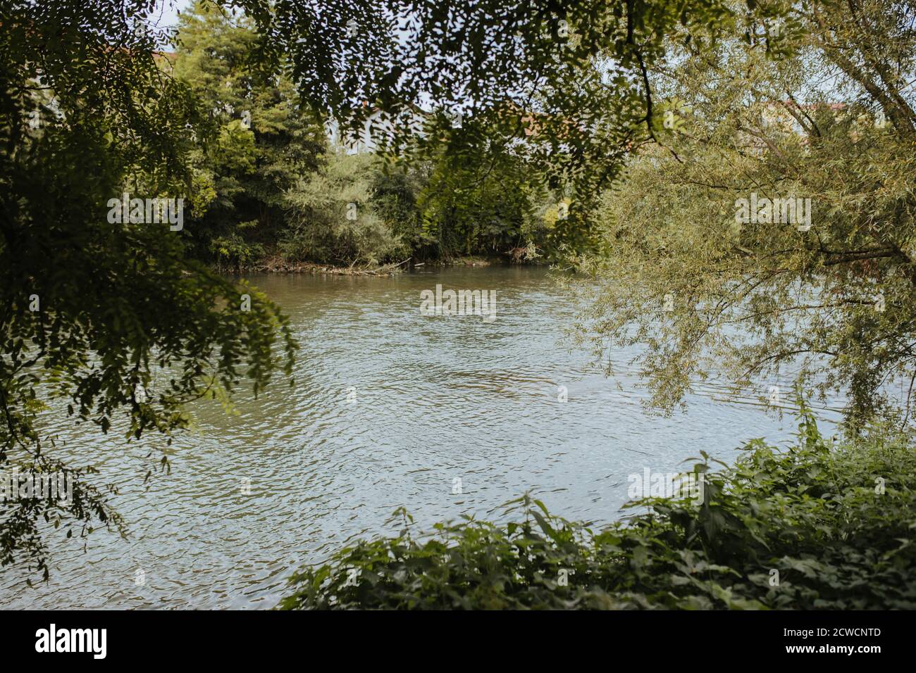 View of dirty water flowing in a river with thick vegetation on the ...