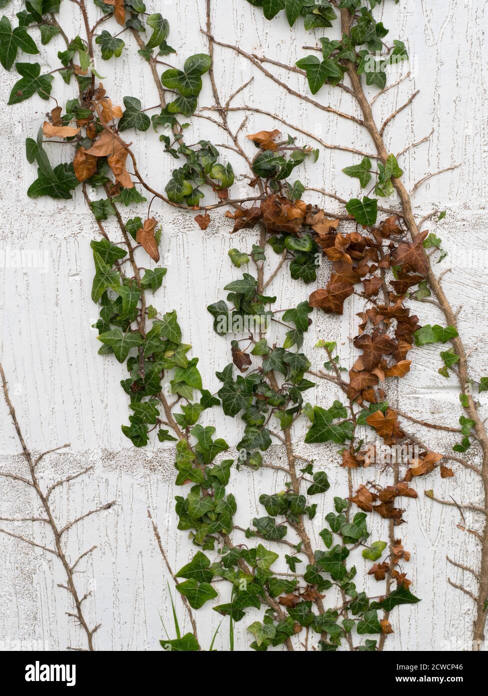 Clinging plants hi-res stock photography and images - Alamy
