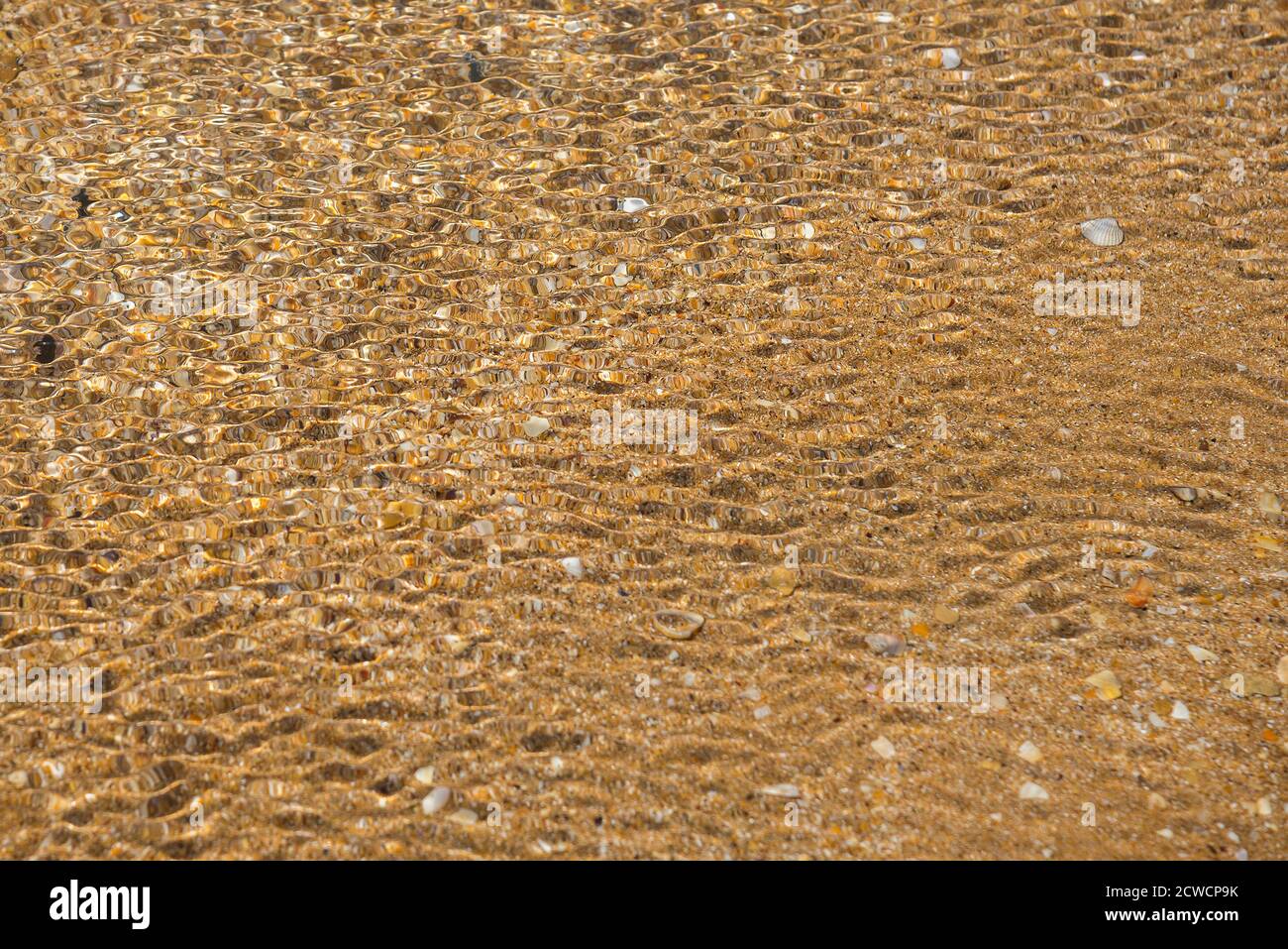 Clear sea water and shell bottom, background Stock Photo - Alamy